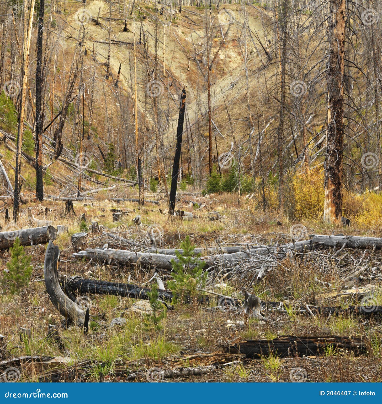 New Growth after Forest Fire. Stock Image - Image of season, colour ...