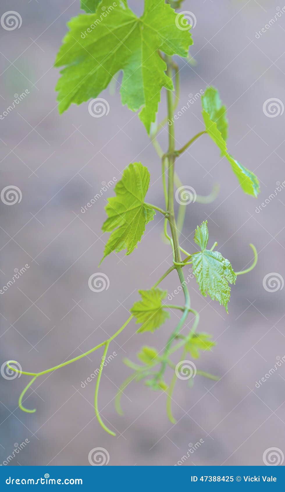 New Growth on Grape Vine. stock image. Image of agriculture - 47388425