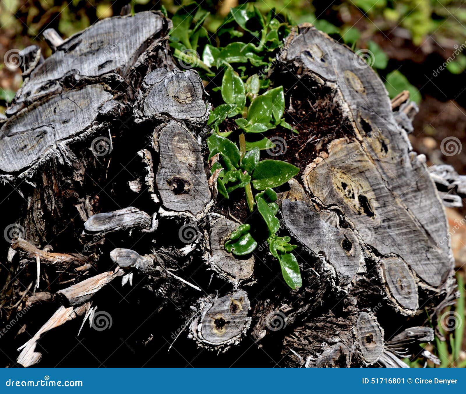 New Growth from Old Tree Stump Stock Image - Image of dead, green: 51716801