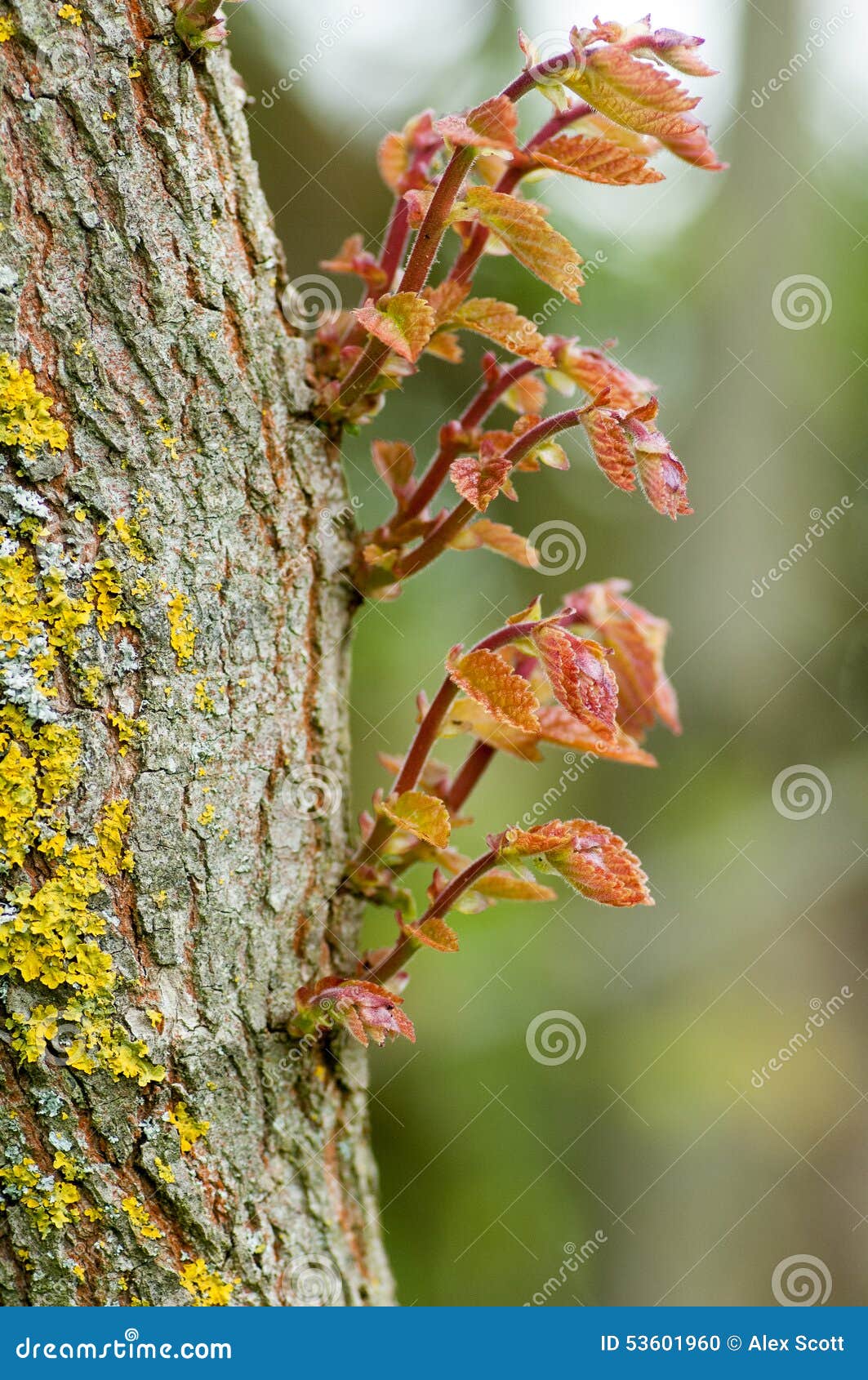 New Growth on an Old Oak Trunk Stock Photo - Image of flora, robur ...