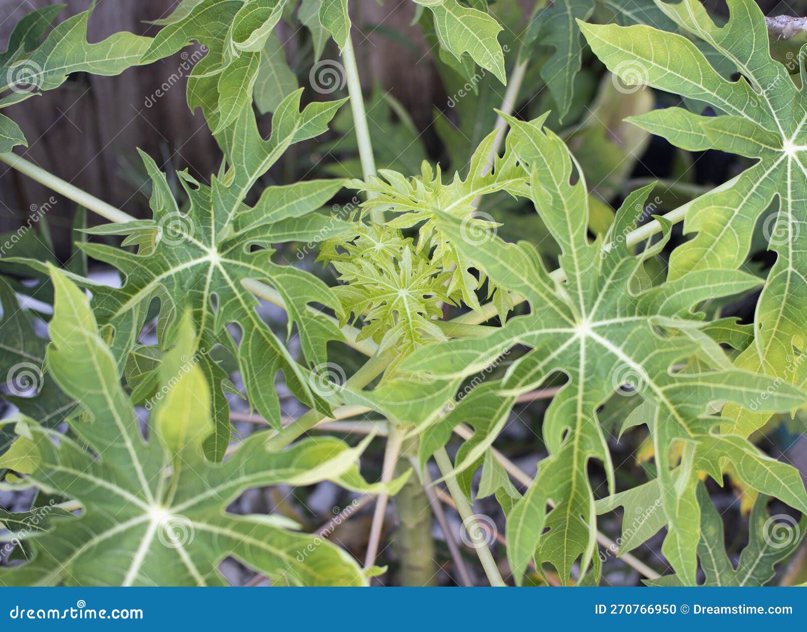 New Growth of Papaya Tree. Growing Papaya in the Backyard Stock Photo ... New Growth of Papaya Tree. Growing Papaya in the Backyard Stock Photo ...