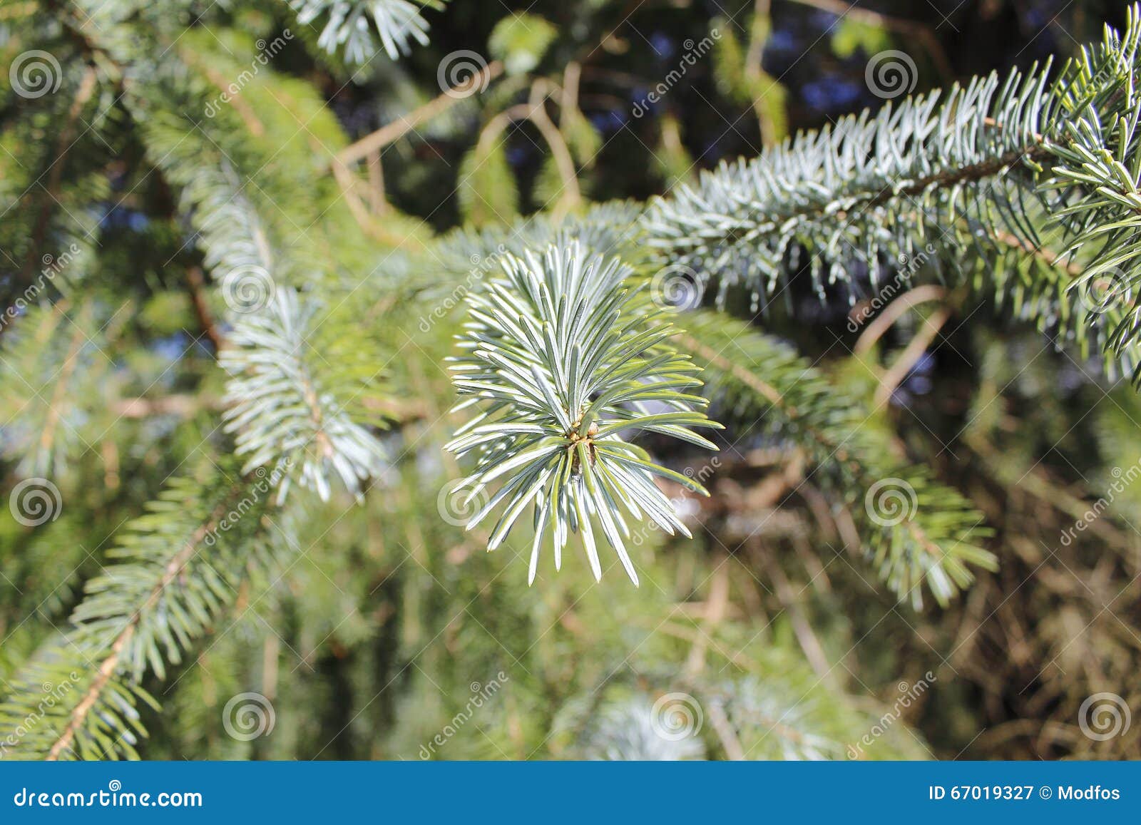 New Growth on Pine Tree stock image. Image of spring - 67019327