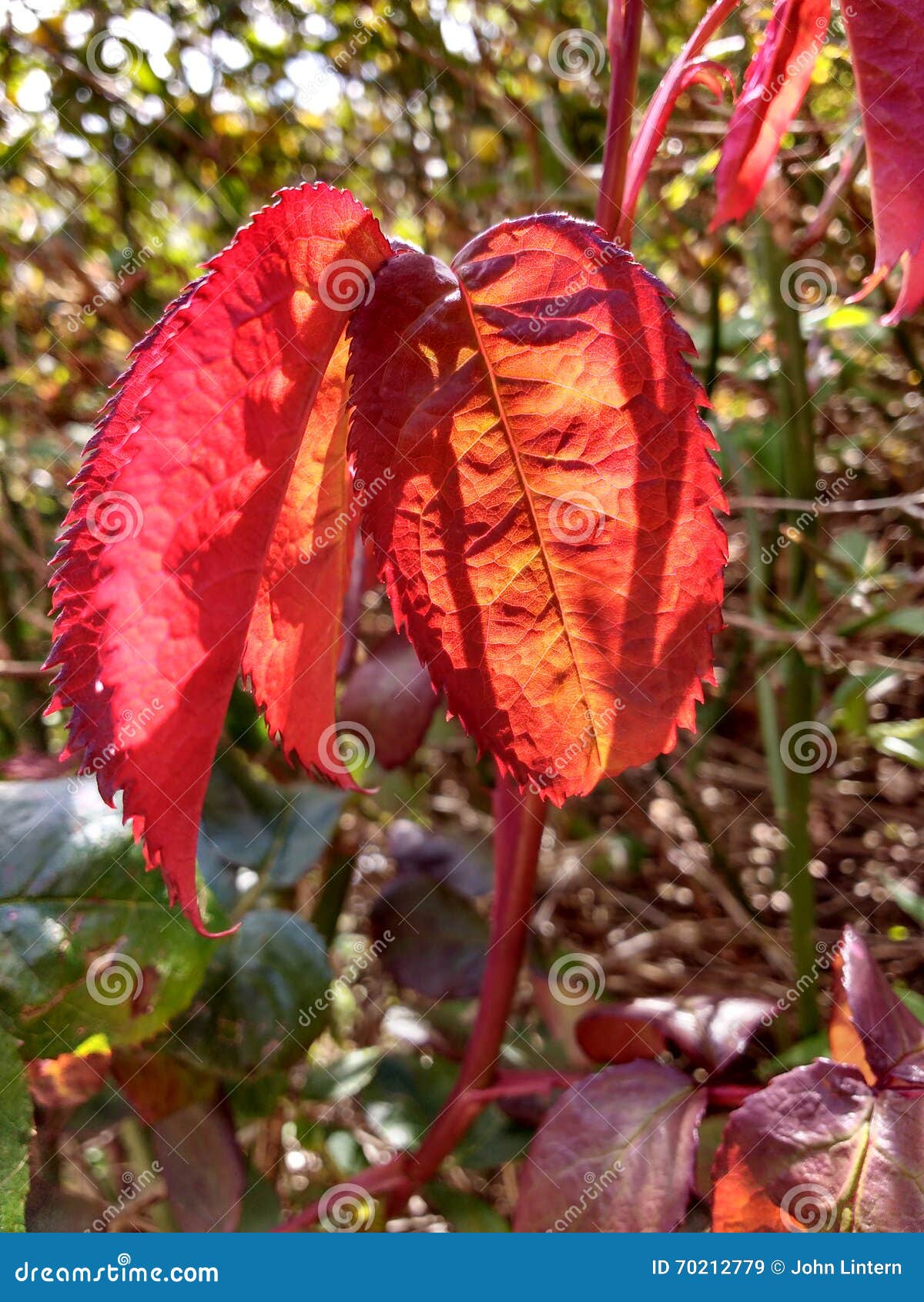 New growth stock image. Image of bush, rose, leaves, growth - 70212779