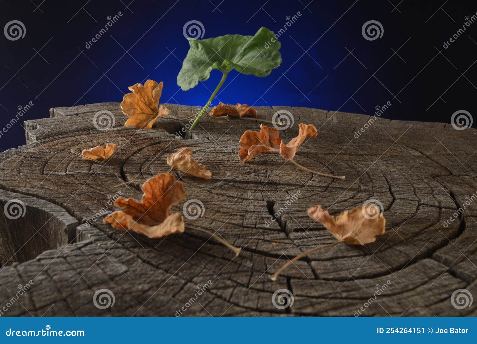 New Leaf Emerging from Decaying Stump Stock Image - Image of ...
