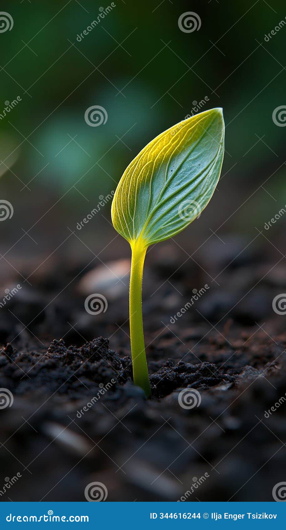 New Growth, Single Sprout Emerging from Dark Soil, Concept of ...