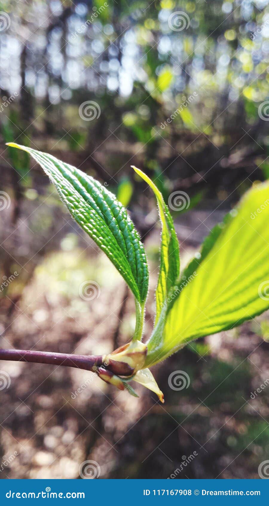 New growth in spring stock photo. Image of springtime - 117167908