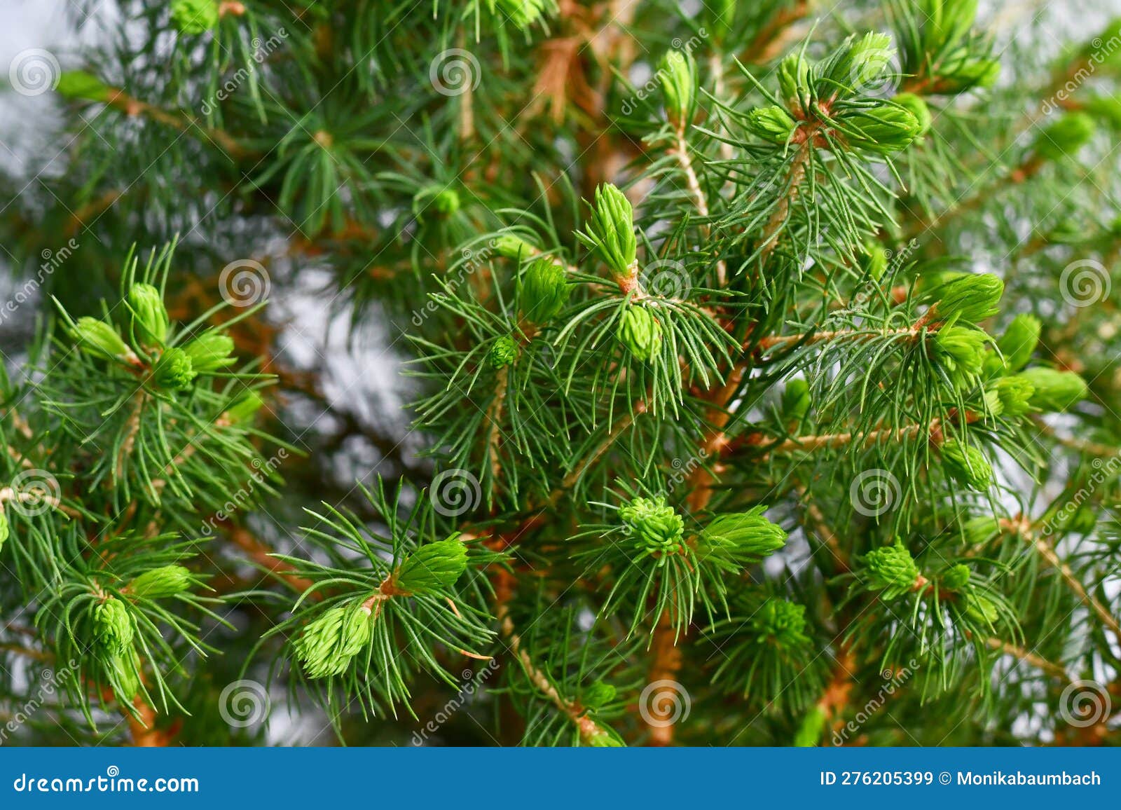 New Growth on Picea Glauca Spruce Tree Stock Image - Image of holiday ...