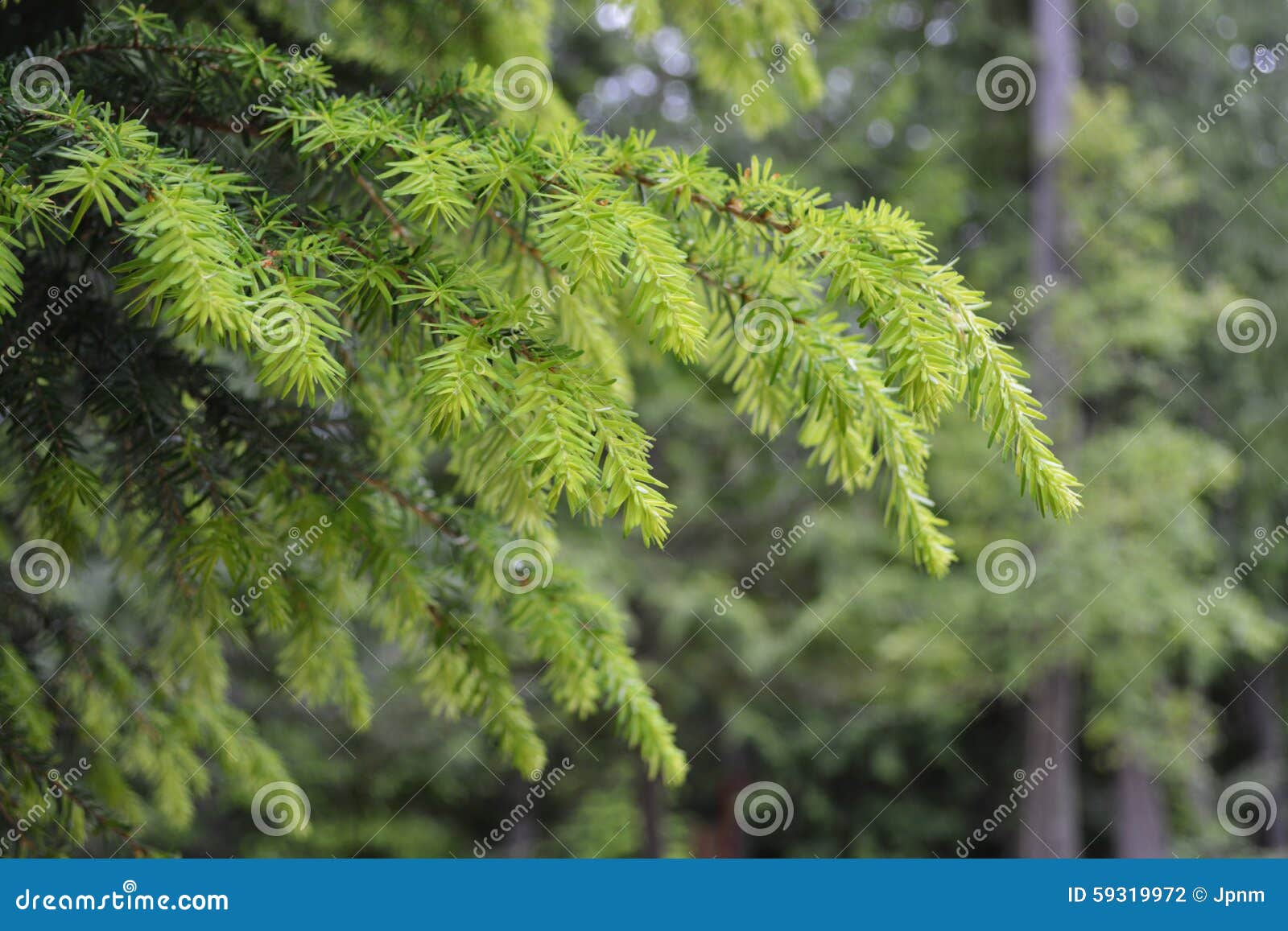 New Growth on Tree Branch stock photo. Image of branch - 59319972