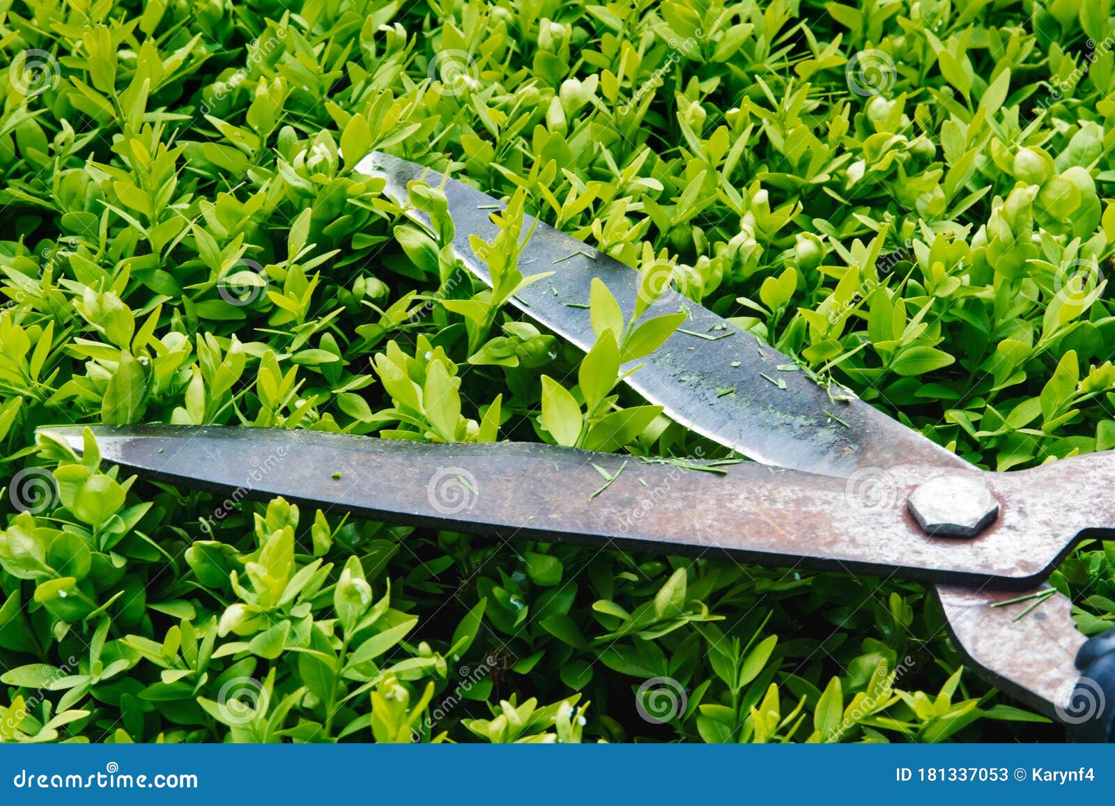 A Bush is Being Shaped by Using Hand Shears Stock Image - Image of ...