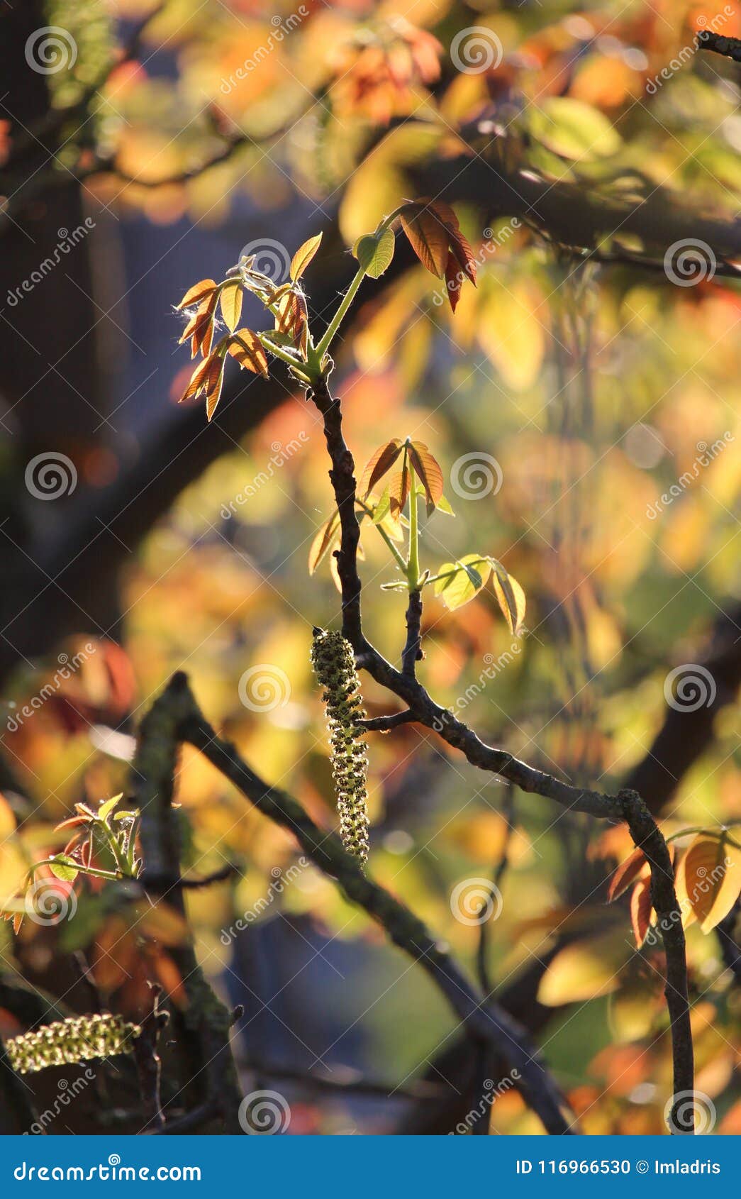 New Growth Walnut Tree in Spring Stock Photo - Image of natural ...