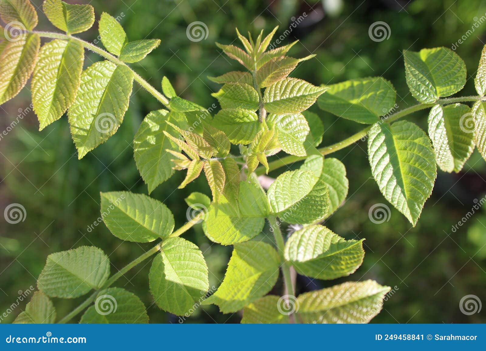 New Growth on a Young Black Walnut Sapling Stock Image - Image of ...