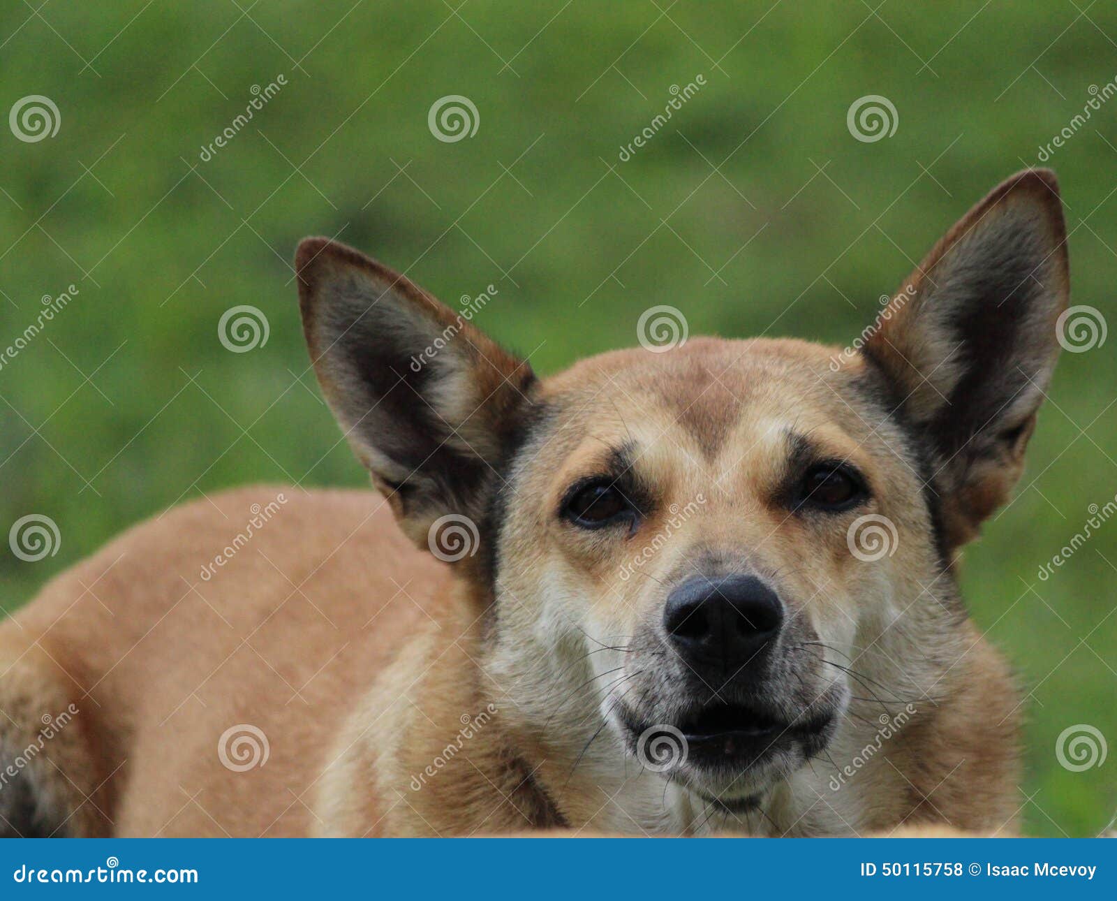 New Guinea dog stock photo. Image of prey, nose, guinea - 50115758