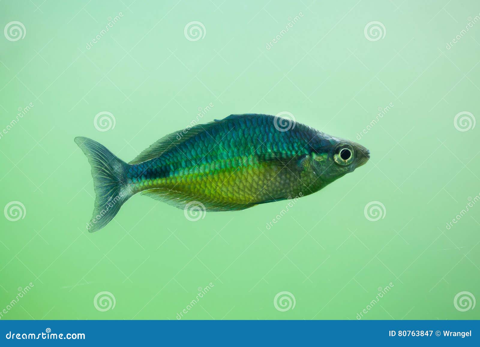 New Guinea Rainbowfish Melanotaenia Affinis Stock Image - Image of swim ...