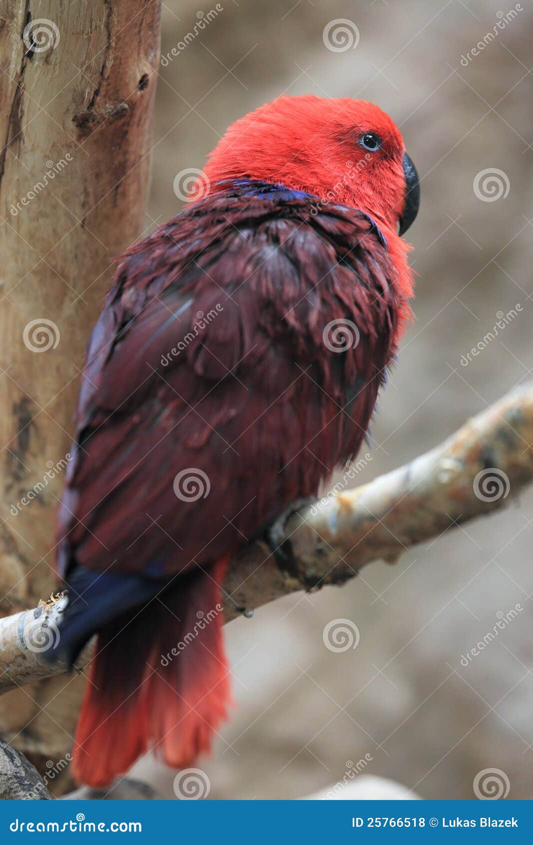 New Guinea Red-sided Eclectus Parrot Stock Photo - Image of nature ...