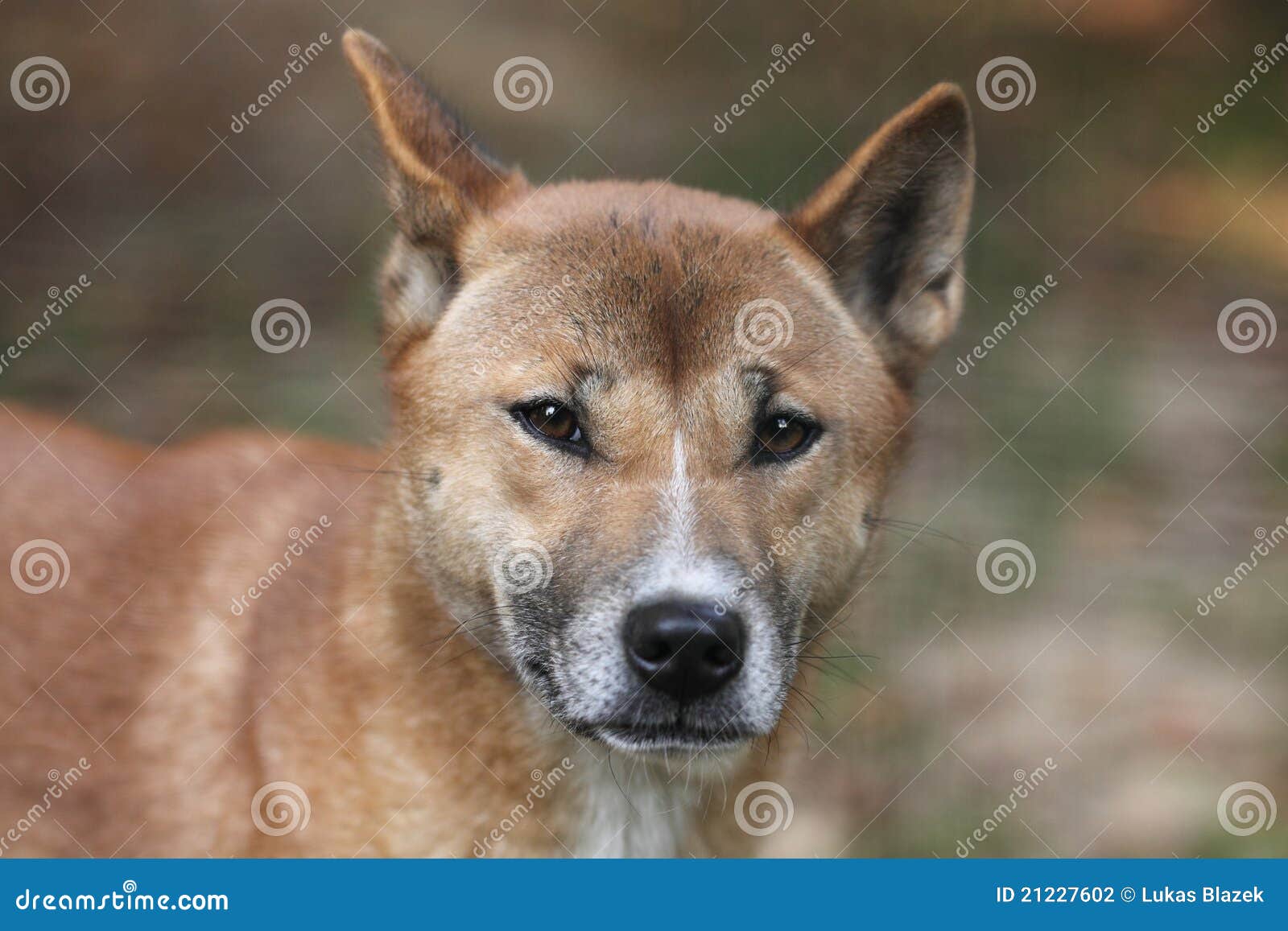New Guinea singing dog stock photo. Image of look, singer - 21227602