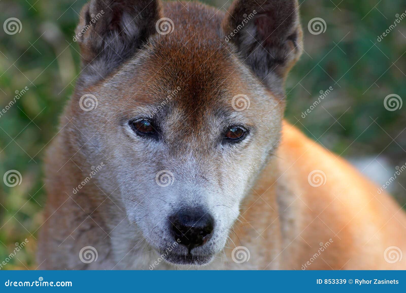 New Guinea Singing Dog stock image. Image of close, guinea - 853339