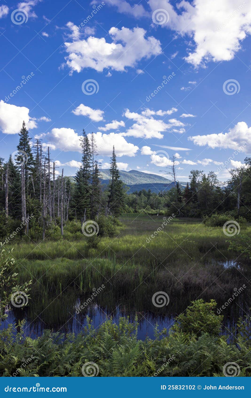 New Hampshire Landscape stock photo. Image of plants - 25832102