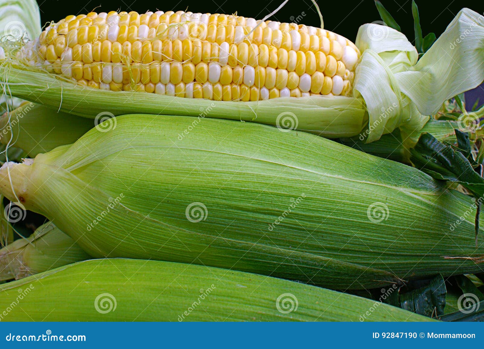 New Harvest Fresh Corn stock photo. Image of nature, nutrition - 92847190