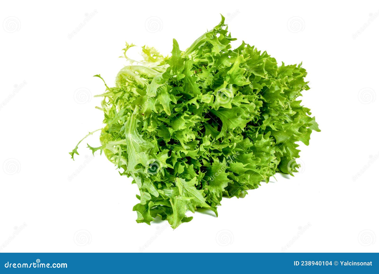 New Harvest Fresh Endive Green on Isolated White Background Stock Photo ...