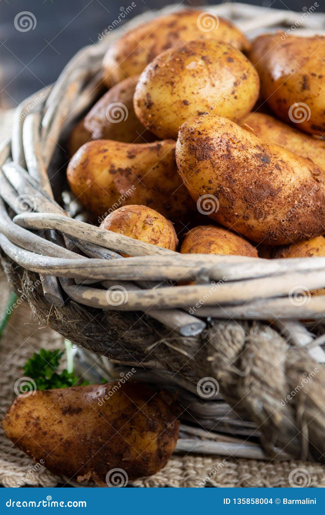 New Harvest Potatoes Not Washed with Soil on Table Stock Photo - Image ...