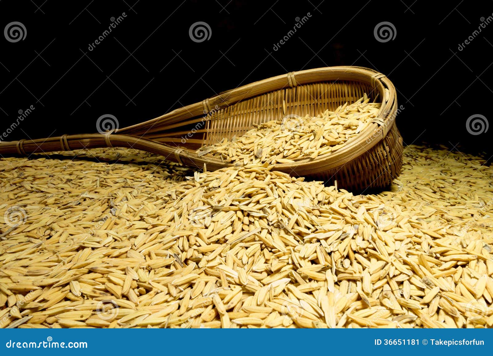 New harvested paddy stock image. Image of closeup, seeds - 36651181