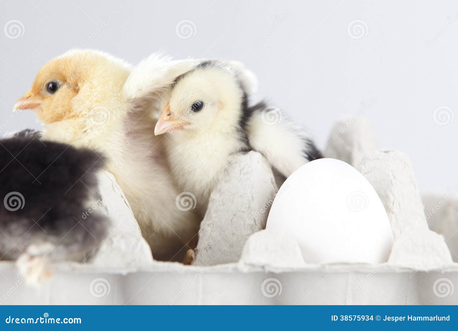 New Hatch Chickens Standing in a Group.GN Stock Photo - Image of ...