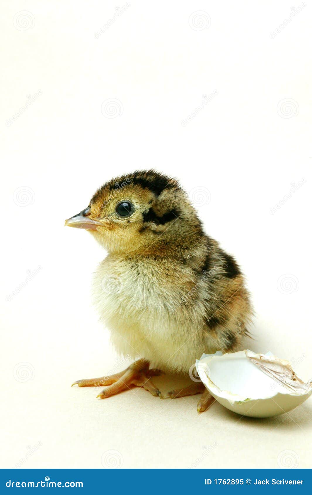 Baby Golden Pheasants