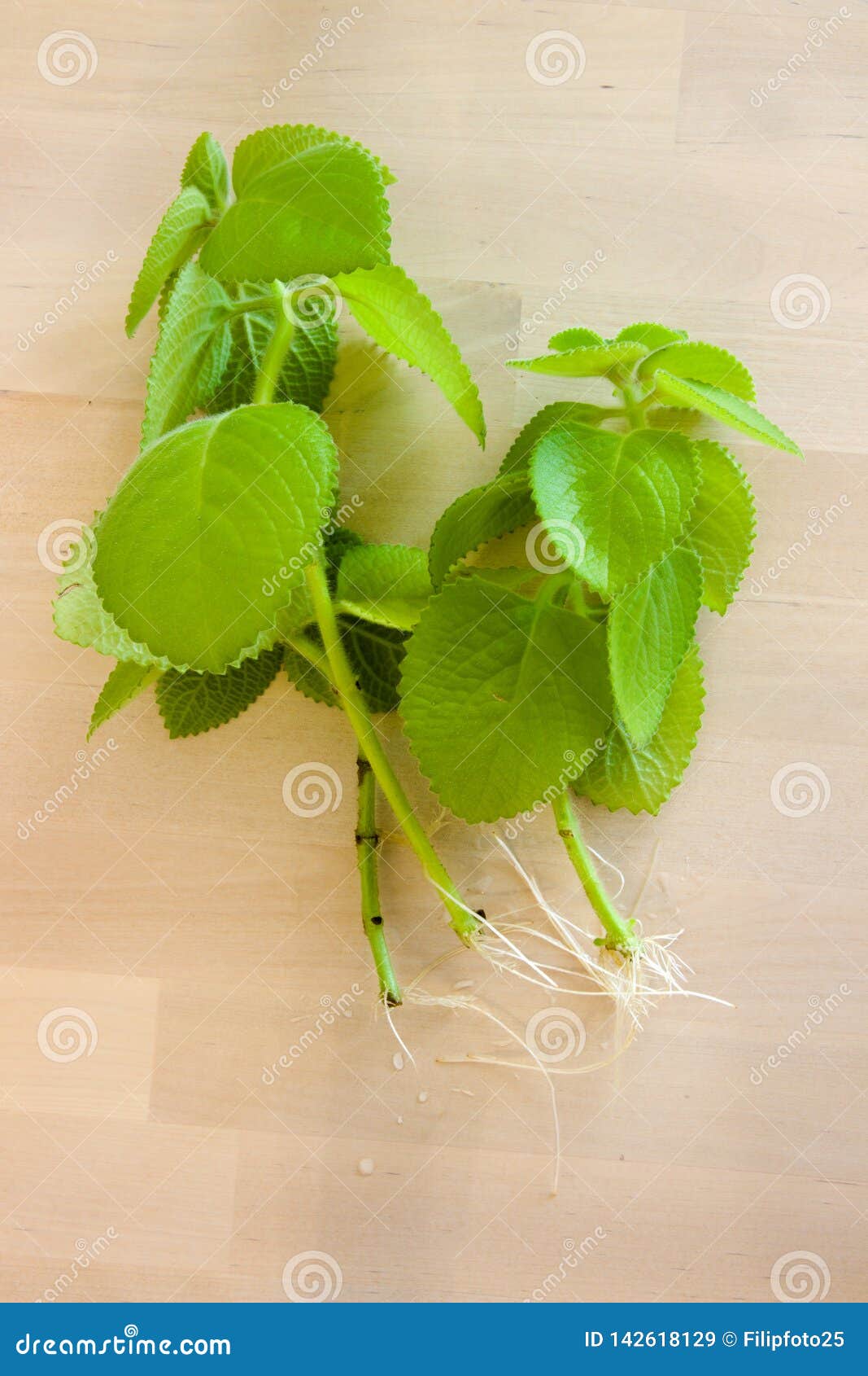 New herb roots stock image. Image of plant, planting - 142618129