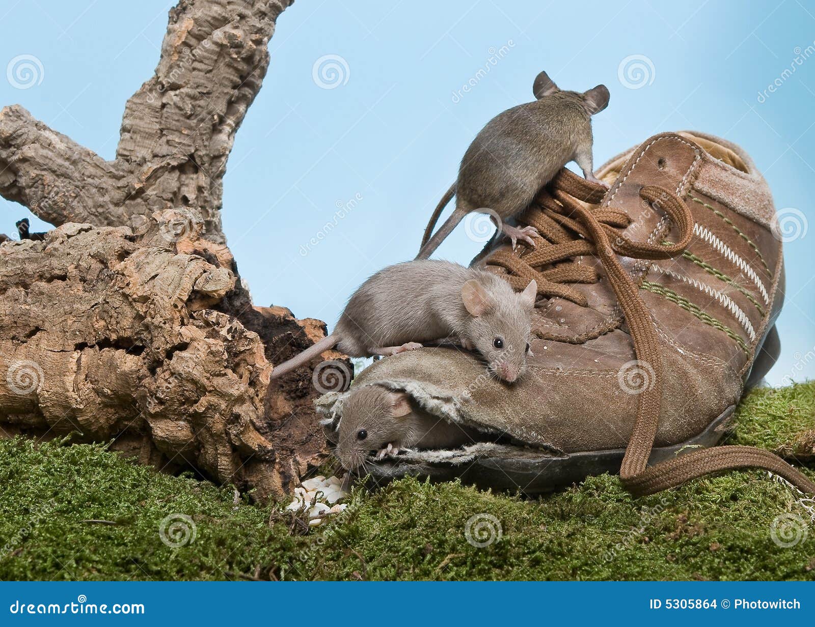 New home for mice stock photo. Image of rats, pest, battered - 5305864