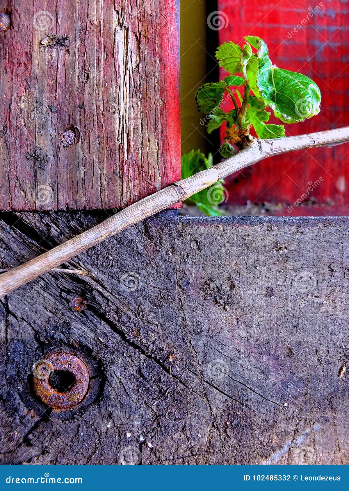 New hope, new life stock photo. Image of prospect, faith - 102485332