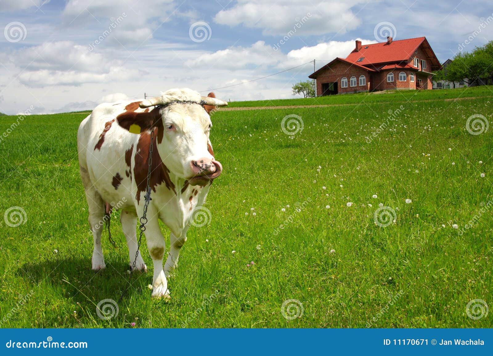 New House and Cow in the Field Stock Image - Image of land, agriculture ...