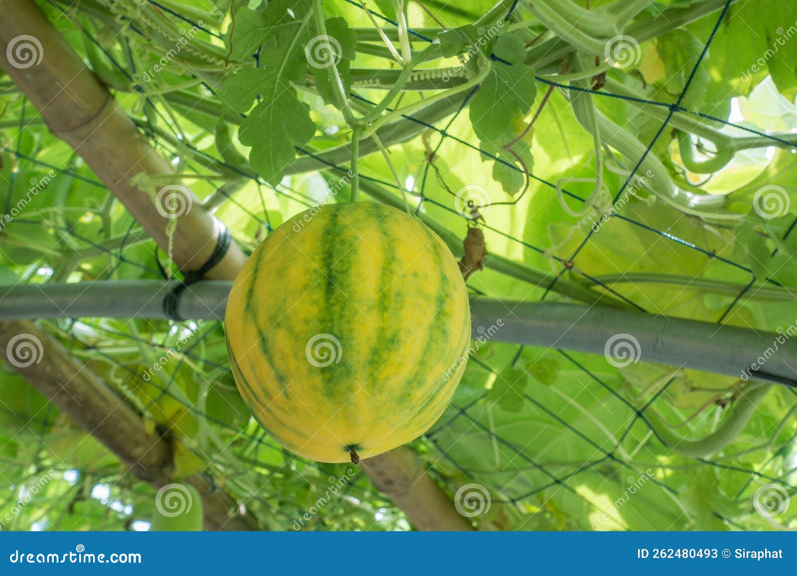 New Hybrid Watermelon Hanging on the Vine Stock Image - Image of ...
