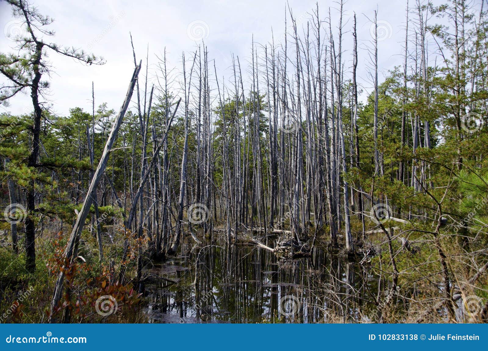 New Jersey Bog stock photo. Image of pines, trees, dead - 102833138
