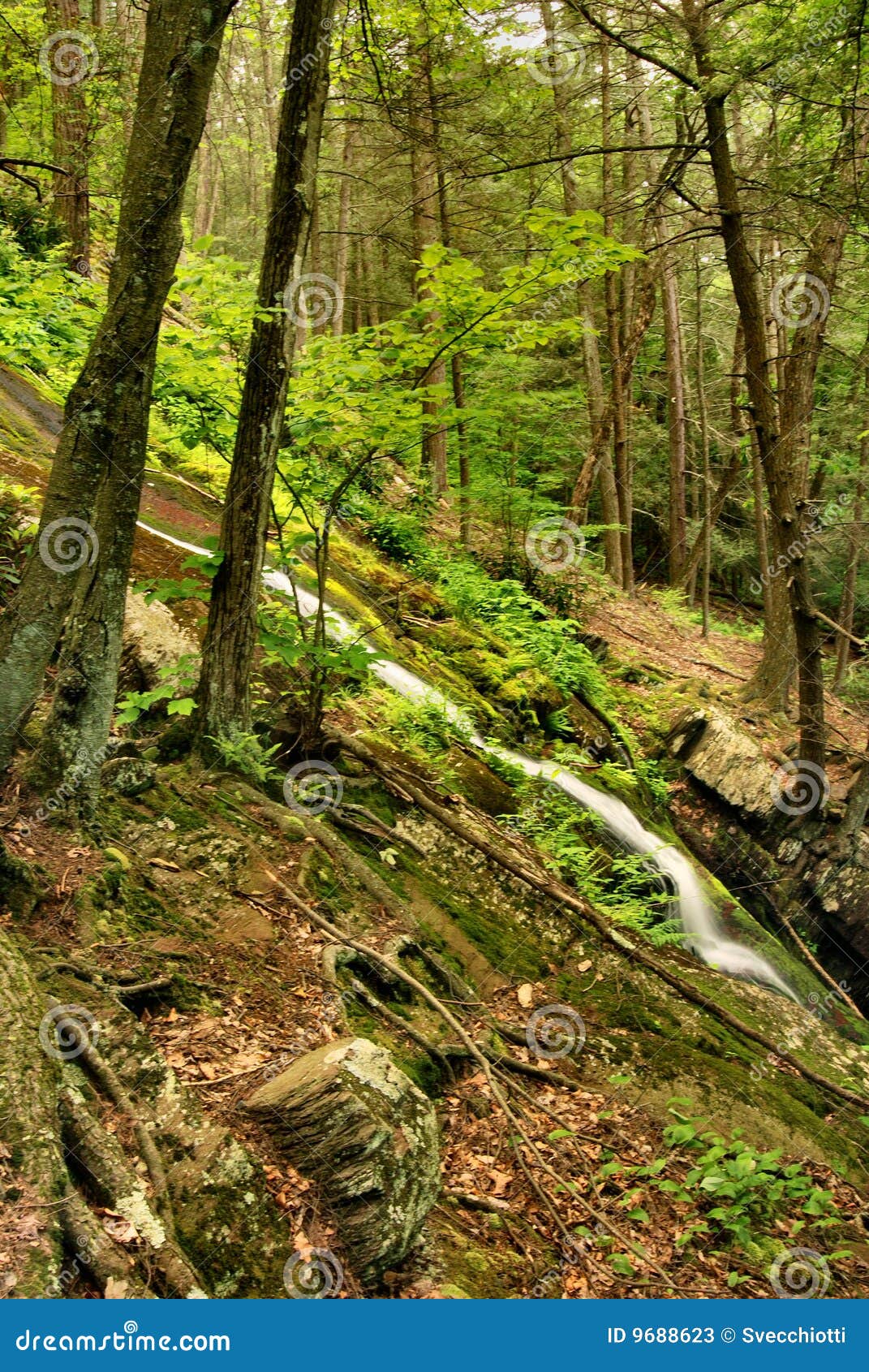 New Jersey Forest Waterfall Stock Image - Image of state, forest: 9688623