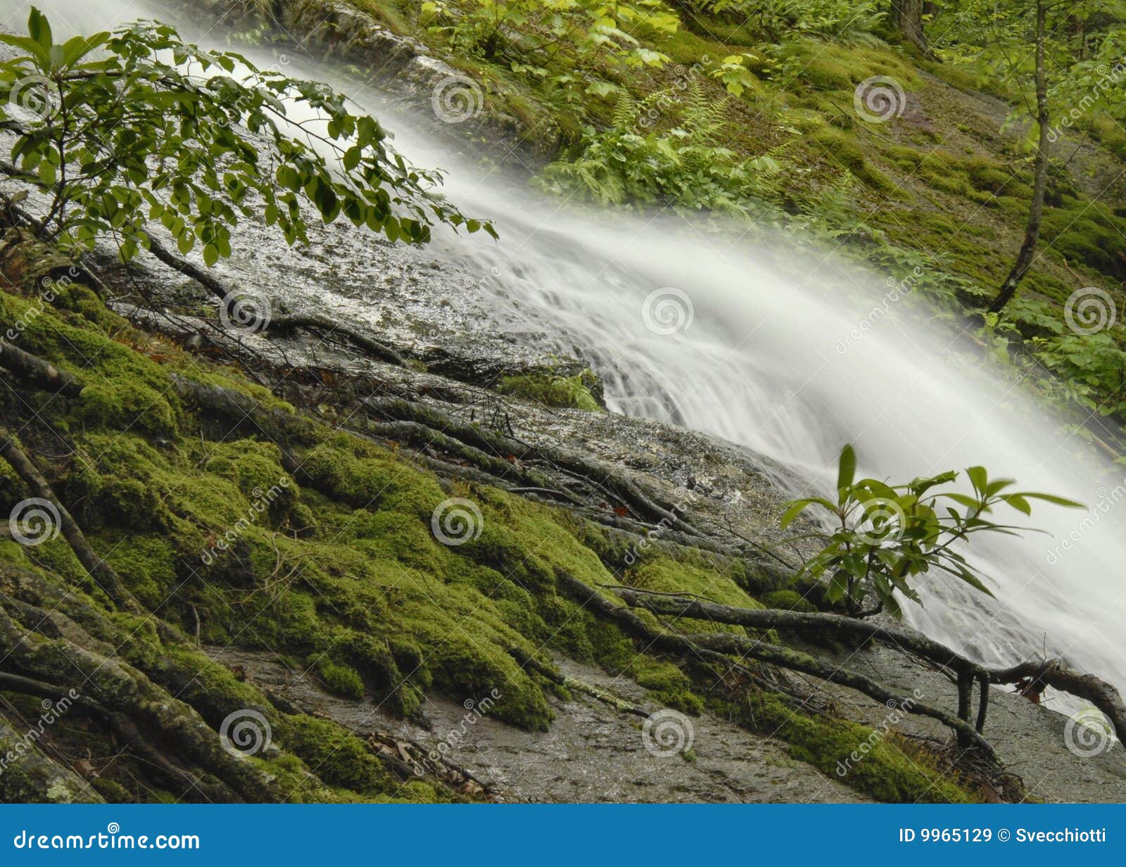 New Jersey Forest Waterfall Stock Image - Image of roaring, details ...