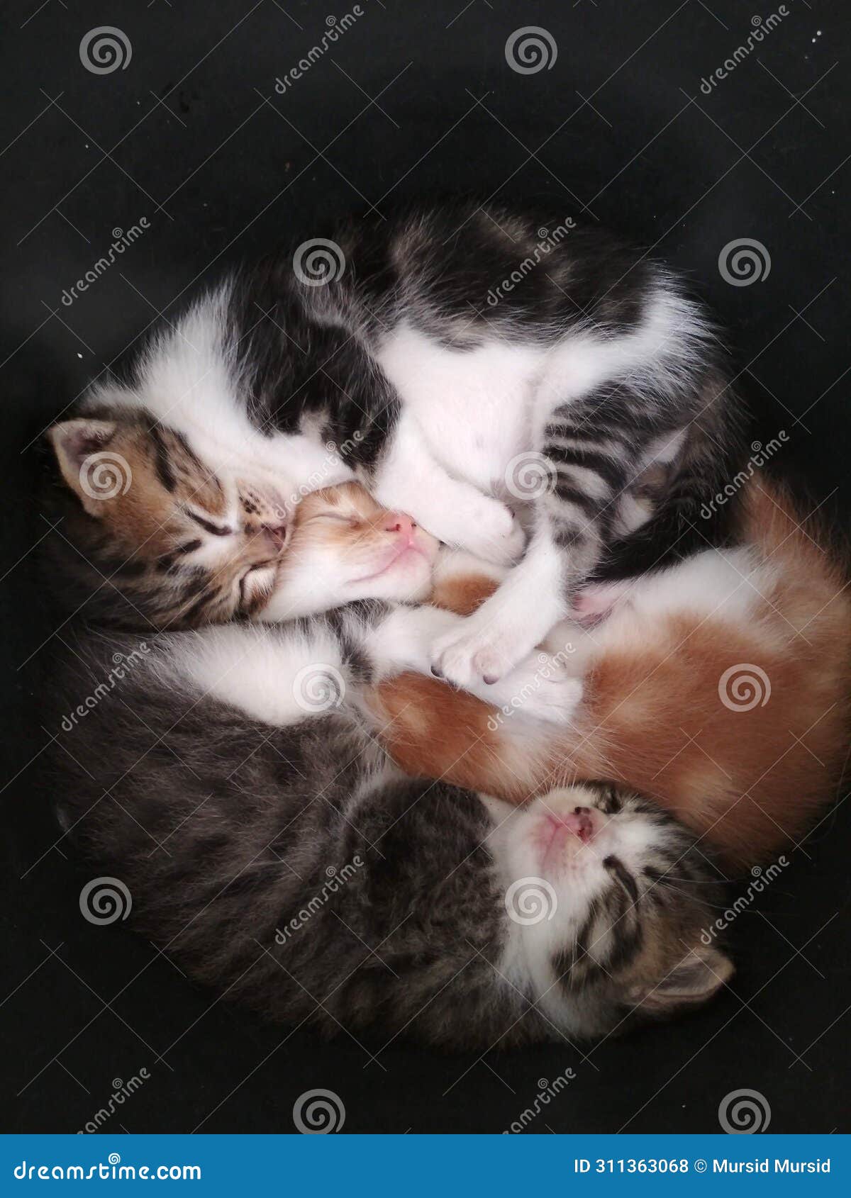 The 1 Month Old Kitten is Sleeping Soundly Stock Photo - Image of ...