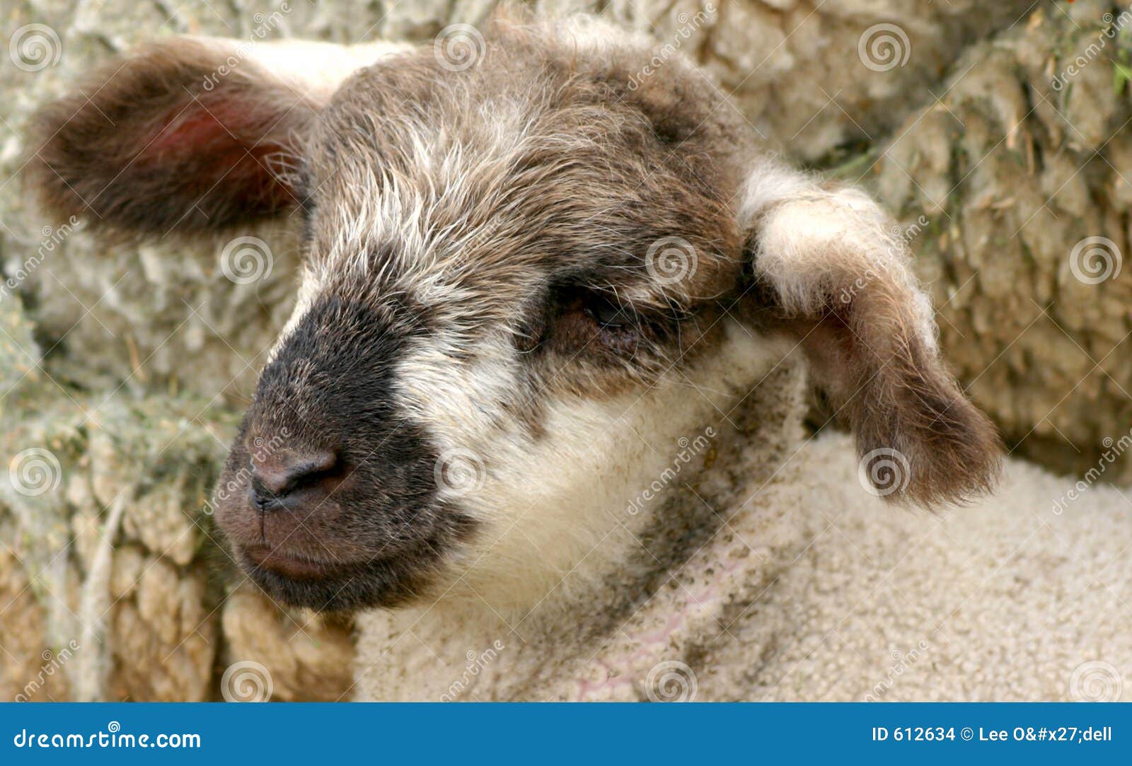 New Lamb 2 stock photo. Image of fleece, warm, sheep, farm - 612634