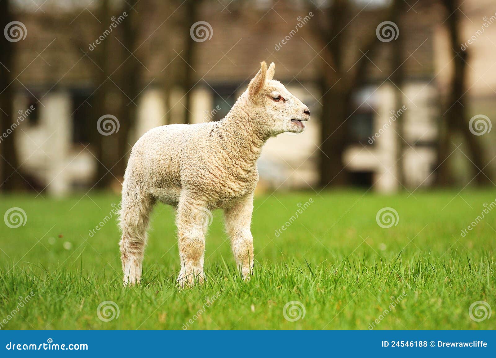 New Lamb stock photo. Image of sheep, resting, face, farm - 24546188