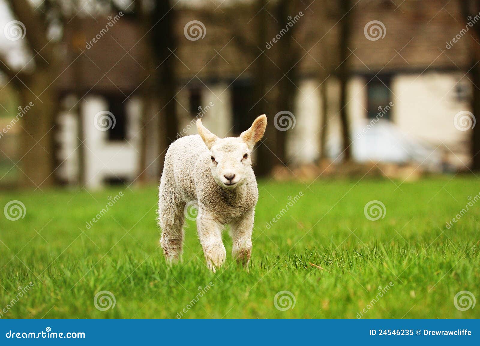 New Lamb stock image. Image of sheep, resting, england - 24546235