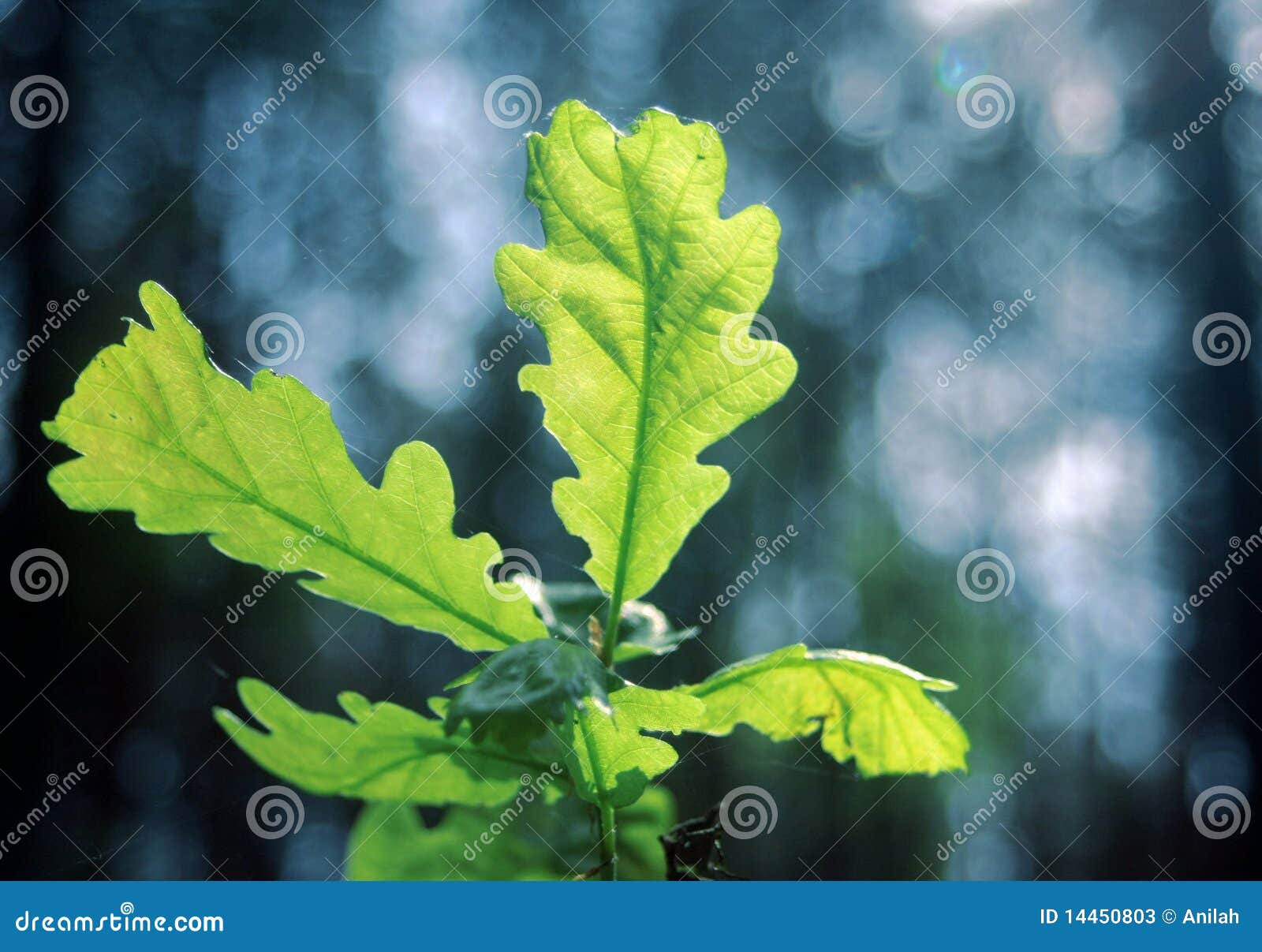 New leaf stock image. Image of macro, green, foliage - 14450803