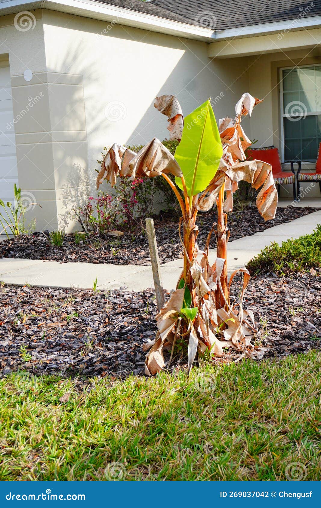 New Leaf from Dead Banana Tree in Spring Stock Photo - Image of flower ...