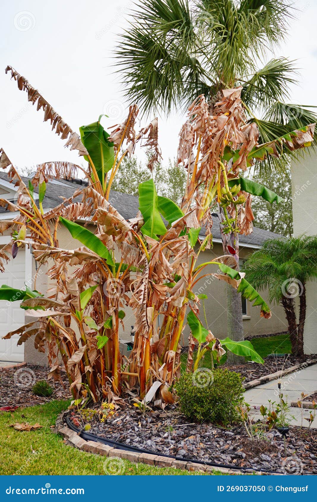 New Leaf from Dead Banana Tree in Spring Stock Photo - Image of grass ...