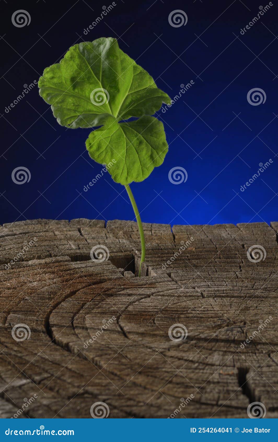 New Leaf Emerging from Decaying Stump Stock Image - Image of passage ...