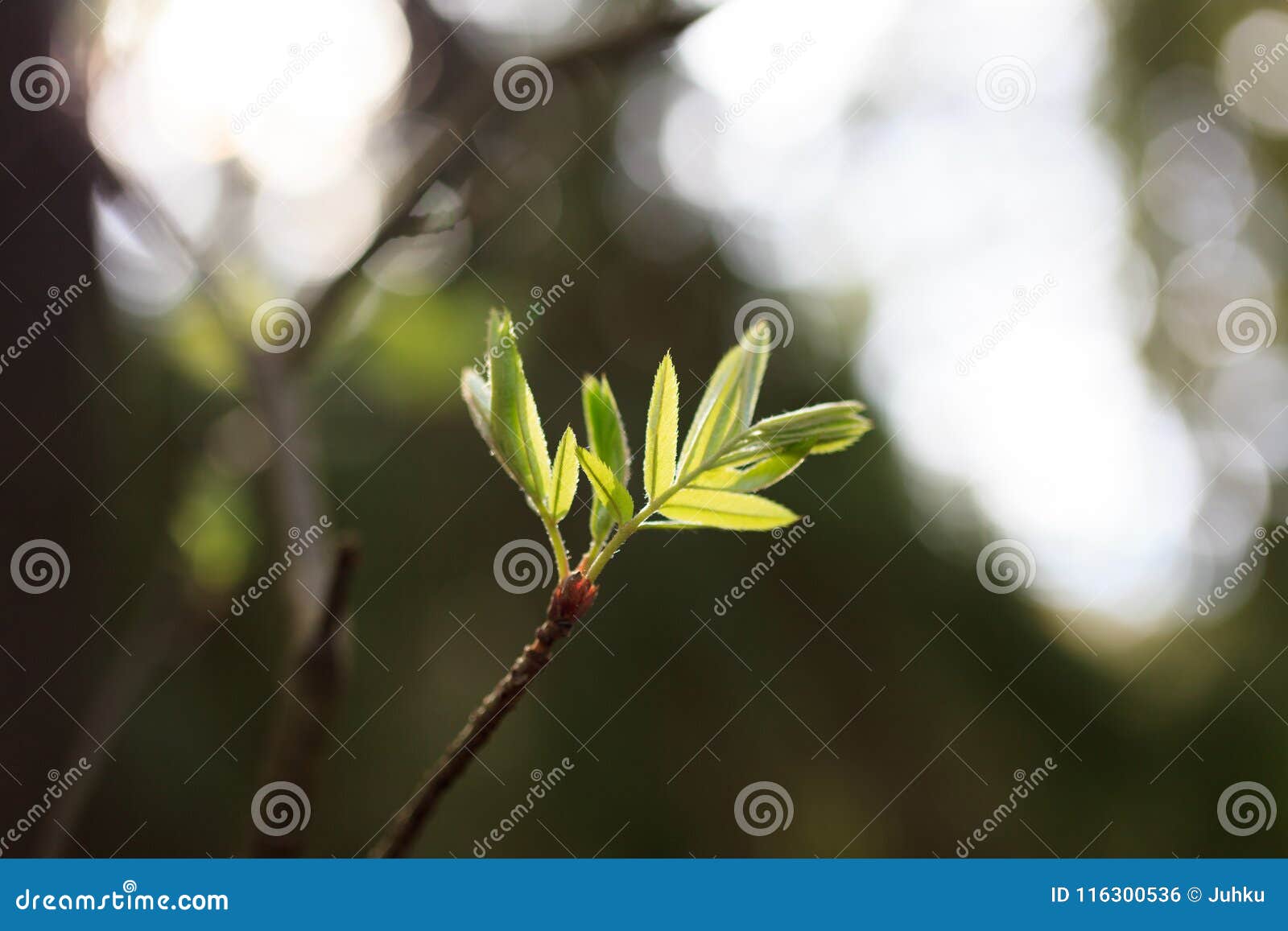 New leaf growing at spring stock photo. Image of summer - 116300536