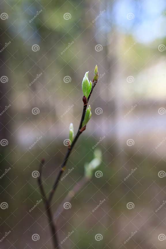 New leaf growing at spring stock photo. Image of season - 116300462
