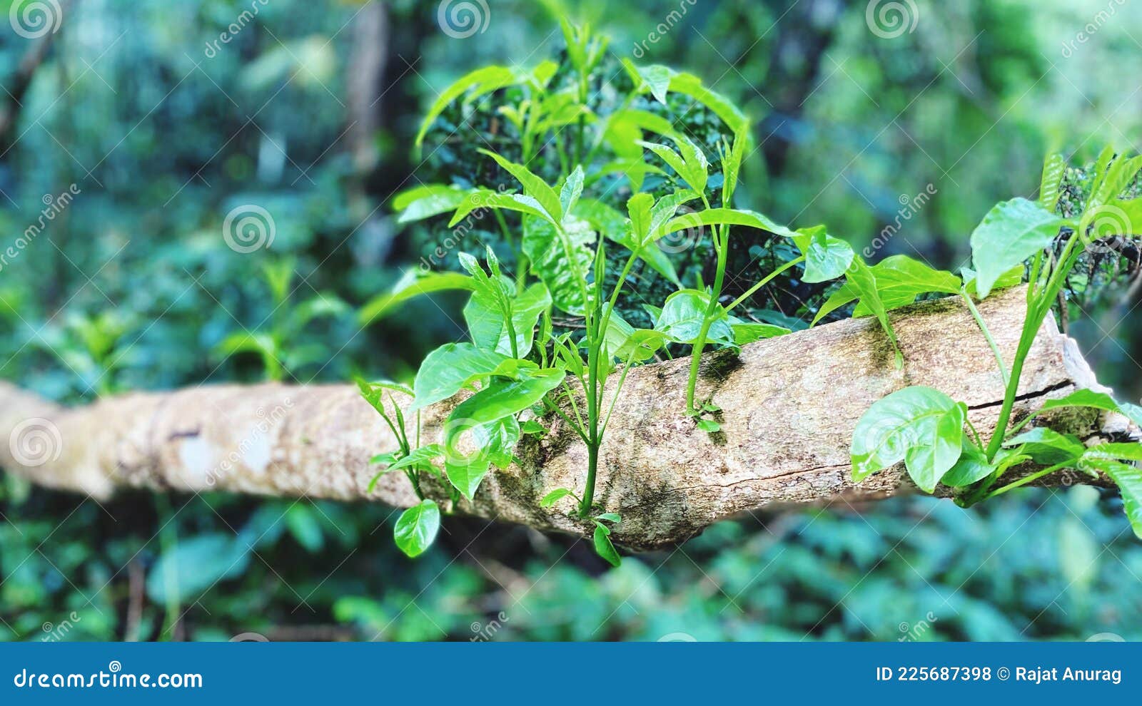 Regrowth of tree stock photo. Image of grown, regrowth - 225687398