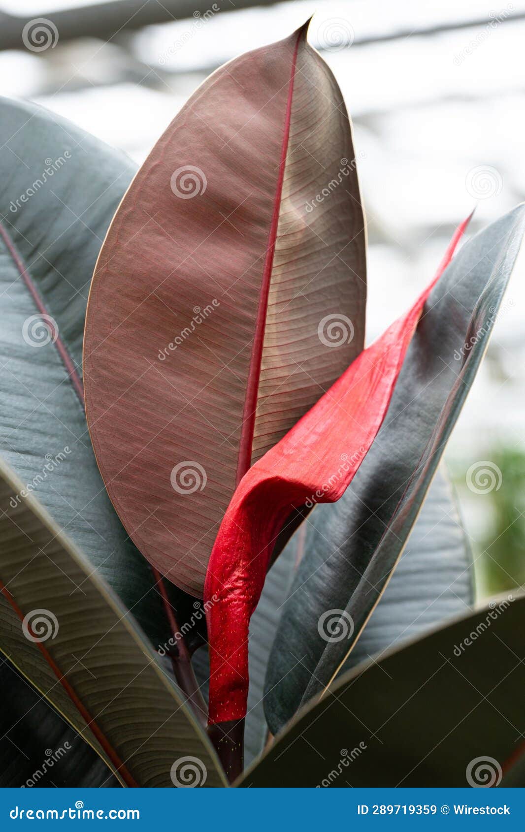 A New Leaf Growing on a Rubber Tree Covered with a Stipule for ...