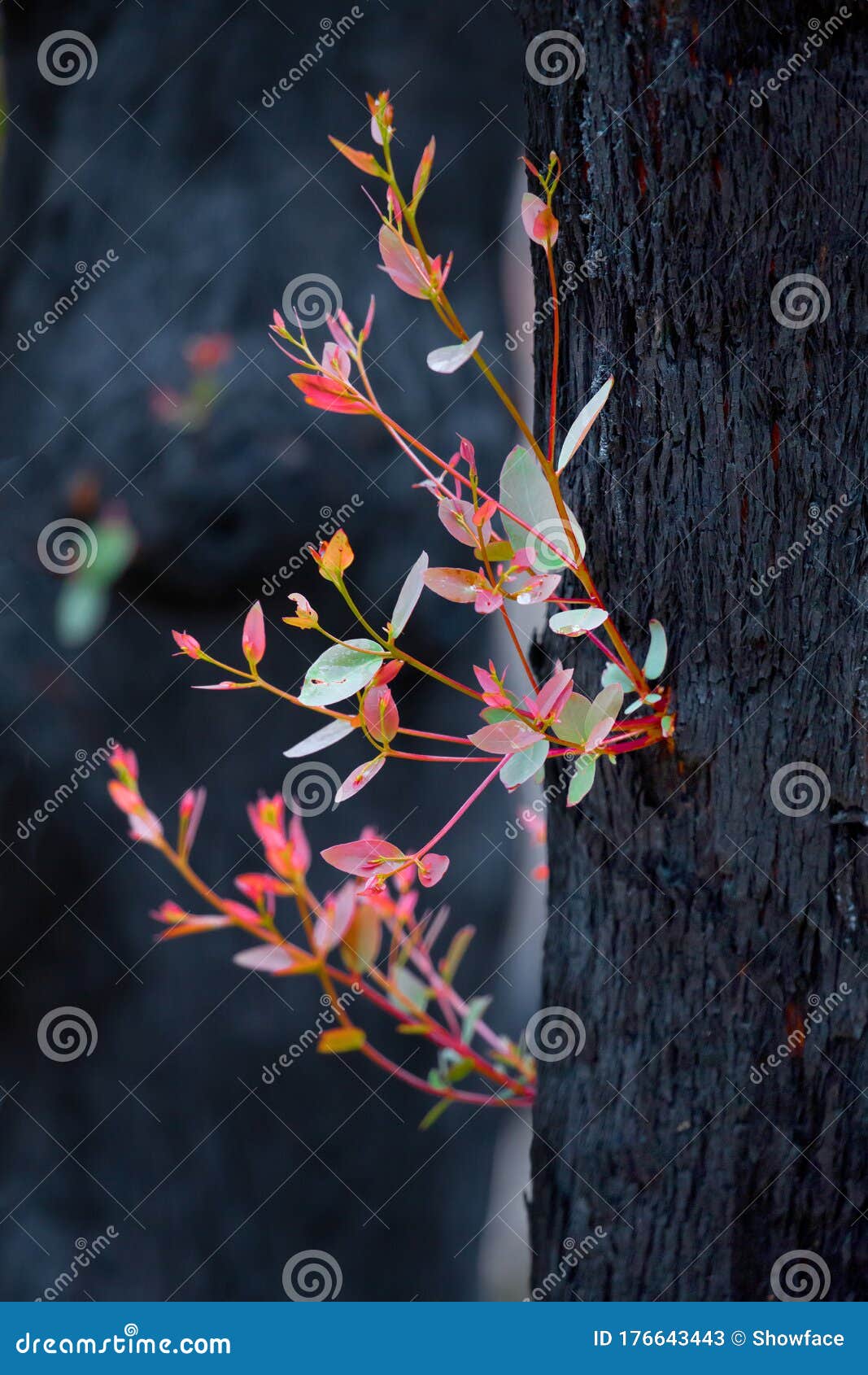 New Growth From Burnt Forest In Banff National Park Stock Photography ...