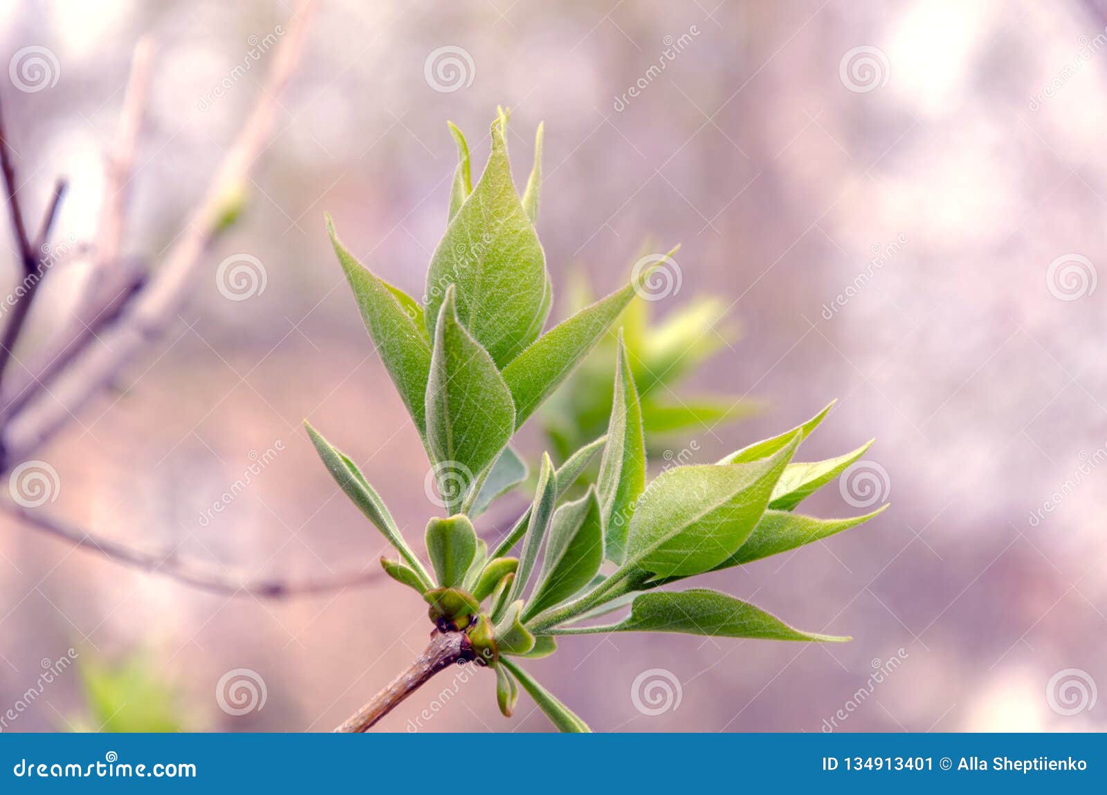 New leaf growth stock image. Image of environment, foliage - 134913401