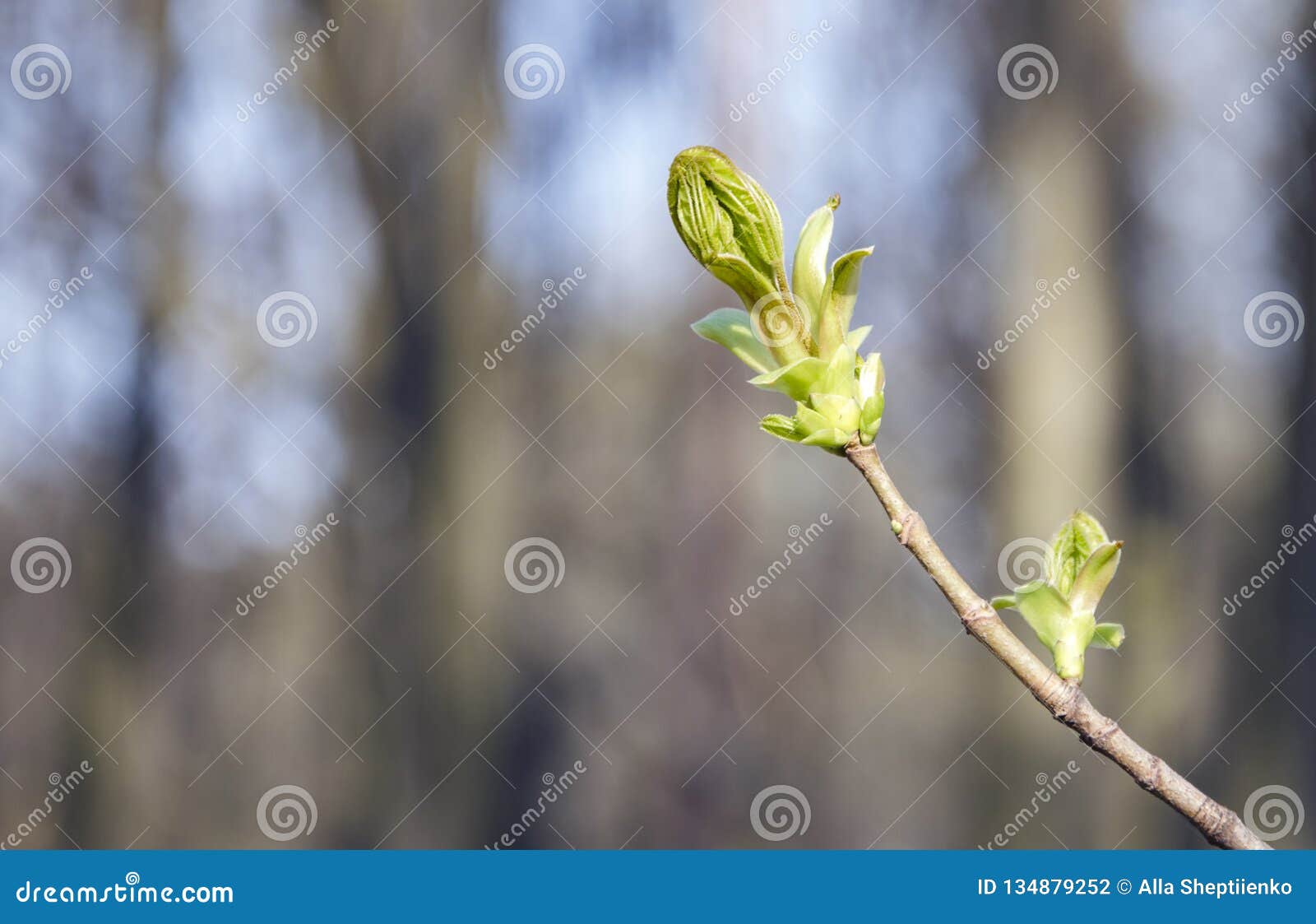 New leaf growth stock photo. Image of beauty, growing - 134879252